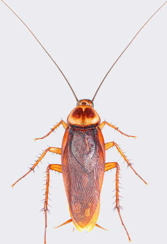 Pest Series: Identify & Combat Asian Cockroaches - Tips & Treatments